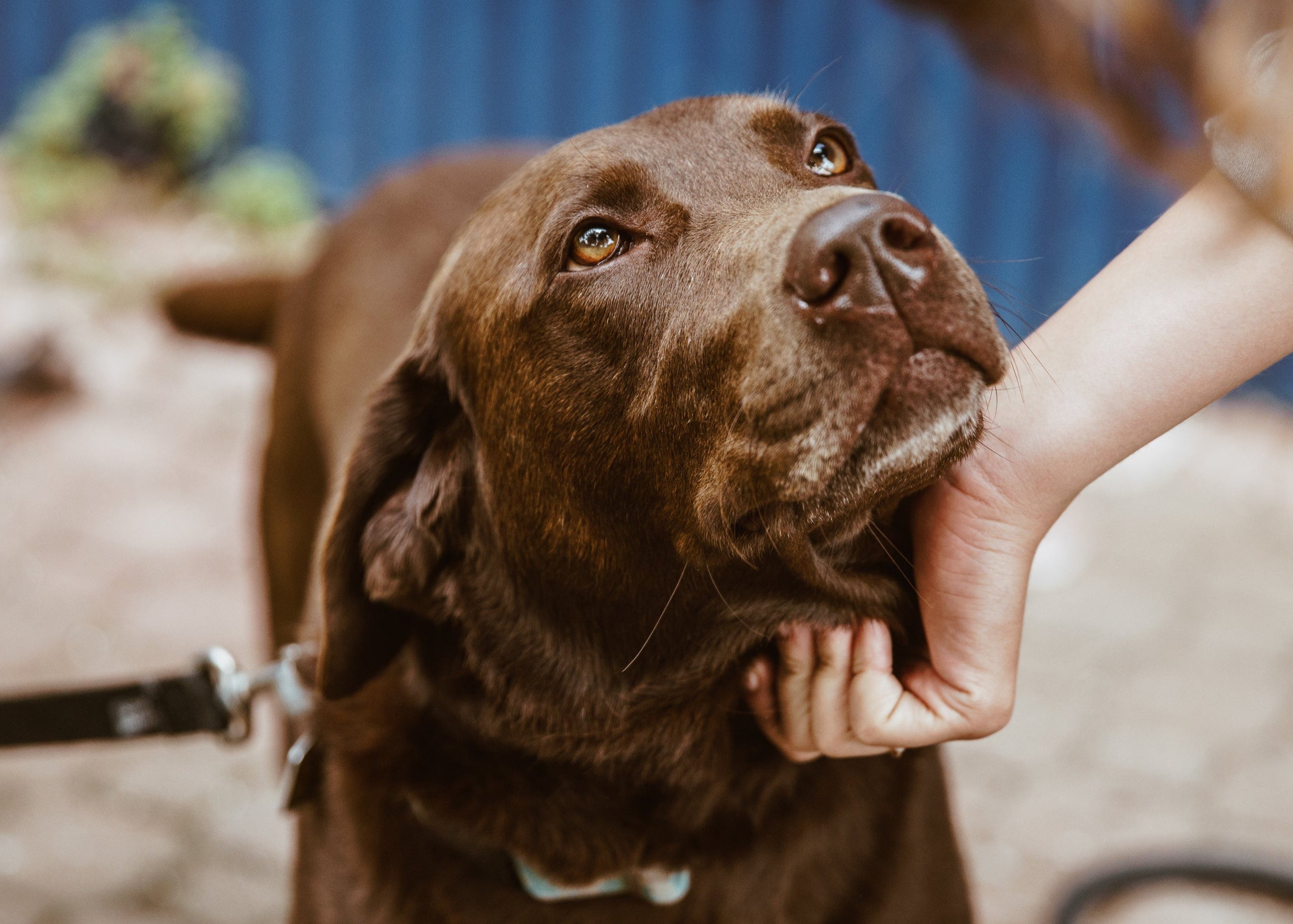 How to Comfort Your Dog During Fireworks: 5 Simple Tips Every Pet Pare ...